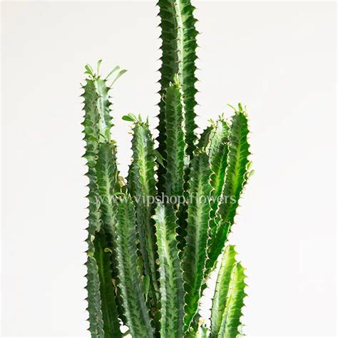 خرید کاکتوس افوربیا سبز تریگونا خاص ترین کاکتوس