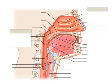 Respiratory Labeling 4 Diagram Quizlet Respiratory Labeling 4 Diagram Quizlet