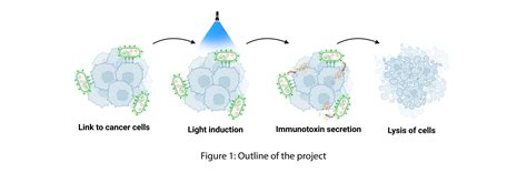 Model Elte Igem 2022