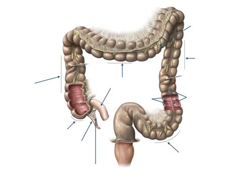 Appendix Labelling Quiz
