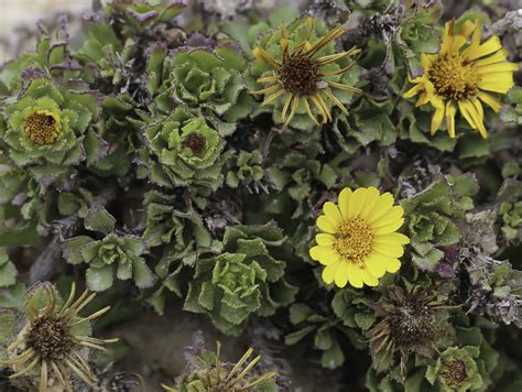 Asteriscus Imbricatus Biodiversité Végétale Du Sud Ouest Marocain