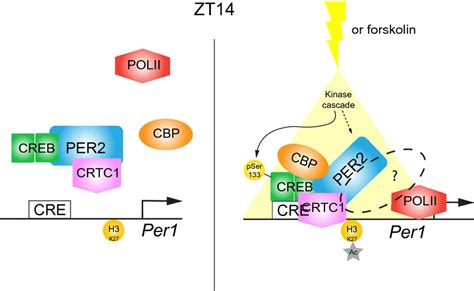 Model Of Per2 Modulating The Assembly Of The Crebcrtc1cbp Download Scientific Diagram