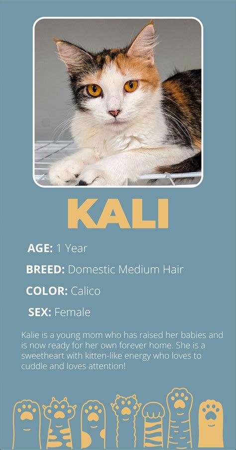 Winnies Whisker Warriors Winnies Whisker Warriors