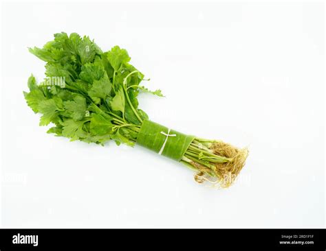 Isolated Bunch Of Organic Asian Celery On White Background Wrapping