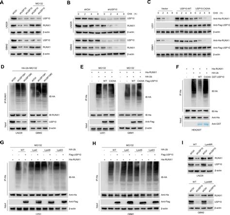 Usp10 Deubiquitinates Runx1 And Promotes Proneural To Mesenchymal