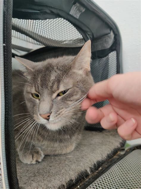 Lady Camp Kitty Flickr