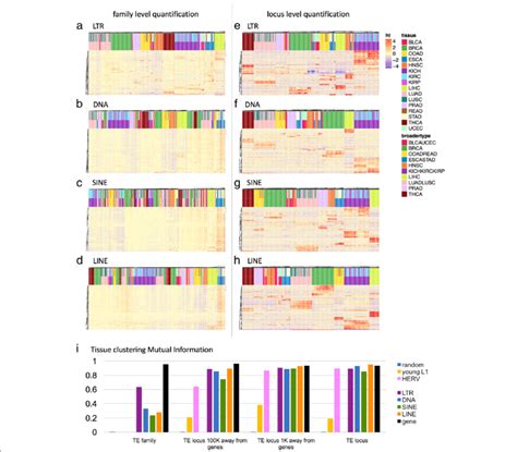 tissue clustering based on transposable elements heatmap showing the
