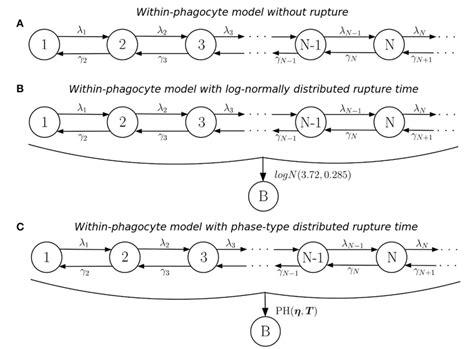Figure 1 From A Novel Stochastic Multi Scale Model Of Francisella