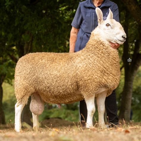 Society Of Society Of Border Leicester Sheep Breeders