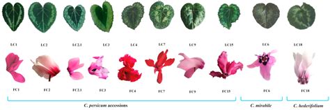 Hplc Chromatogram Of Carotenoids Identified From C Persicum Leaves