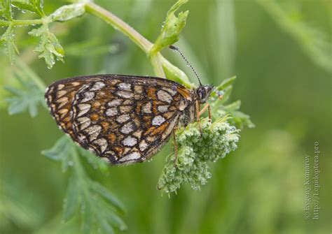 Photo 39596 Melitaea Plotina