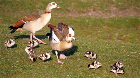 Juvenile Egyptian Goose