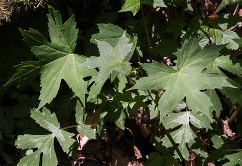 Palmately Lobed Leaf