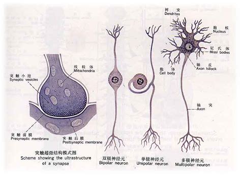 神经系统图谱、神经系统神经系统总论理论书籍