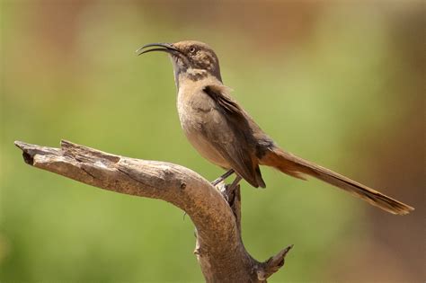 Member Photo Gallery — Red Cliffs Audubon