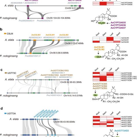 De Novo Biosynthesis Of Oleanane Type Pentacyclic Triterpenes In