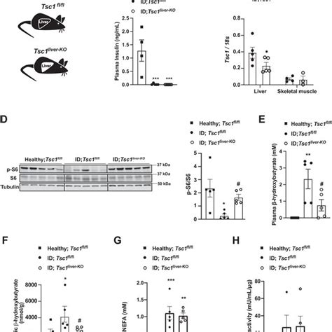 Flow Chart Of Gluconeogenesis Download Scientific Diagram
