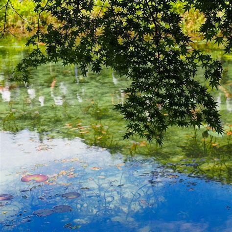 モネの池（6月）岐阜県関市の観光・撮影スポットの名所 東海カメラマップ