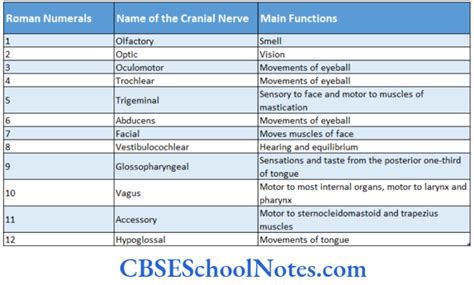 Cranial Nerves Nuclei Anatomy Notes Cbse School Notes