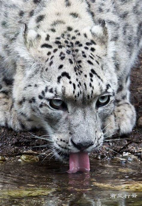 世界五大貓科頂級猛獸，你最喜歡哪一個？ 每日頭條