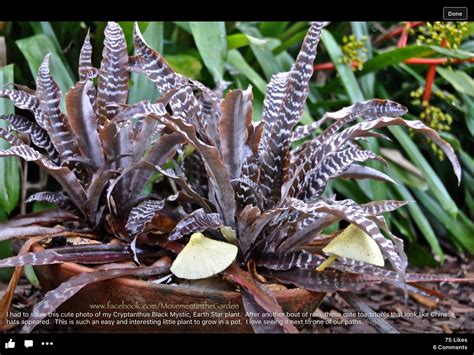 Cryptanthus Black Mystic Earth Star Plant
