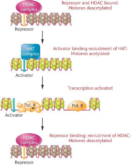 Histonemodificationhtml 1710 Histonemodification