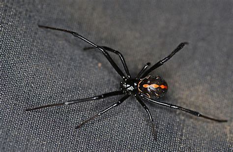 Juvenile Black Widow I Assume Bugguide Net