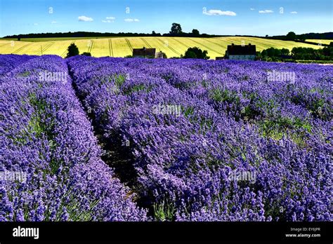 Lavender Fields At Snowshill Broadway Cotswolds Worcestershire Uk