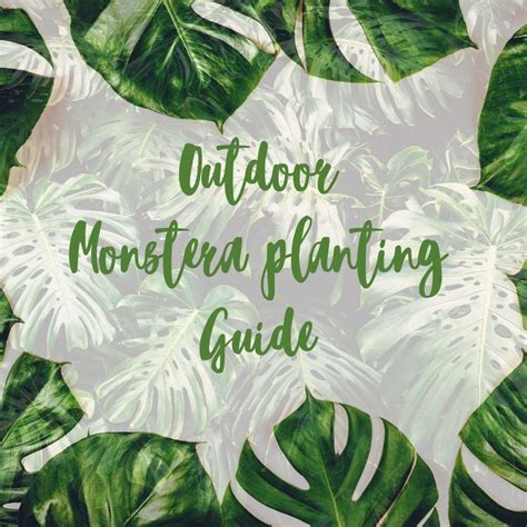 How To Grow And Care For A Monstera Deliciosa Plant Outside