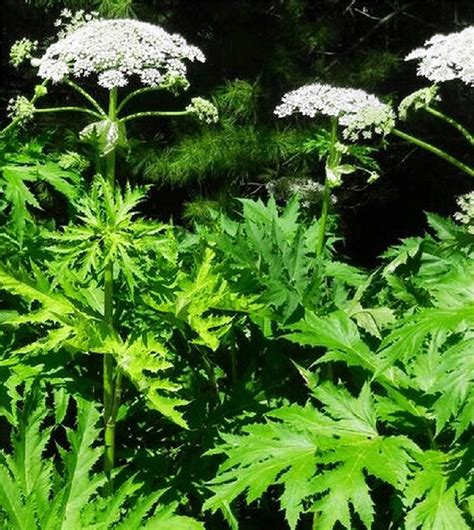Giant Hogweed Heracleum Mantegazzianum Download Scientific Diagram