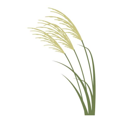 Japanese Grass Drawing Poster Susuki Japanese Pampas Grass Miscanthus