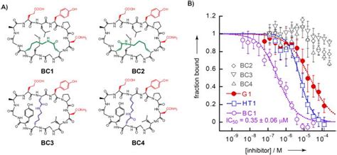 Peptide Bicycles That Inhibit The Grb2 Sh2 Domain Pmc