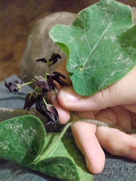 Matelea Decipiens Alexander Woodson Oldfield Milkvine World Flora Pl Ntnet Identify