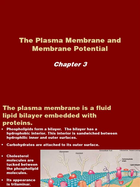 3 Plasma Membrane Pdf Cell Membrane Membrane Potential