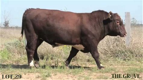 Lot 029 Youtube