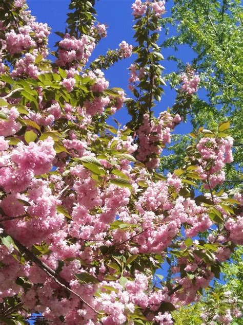 В Дніпрі цвіте сакура | Plants, Garden