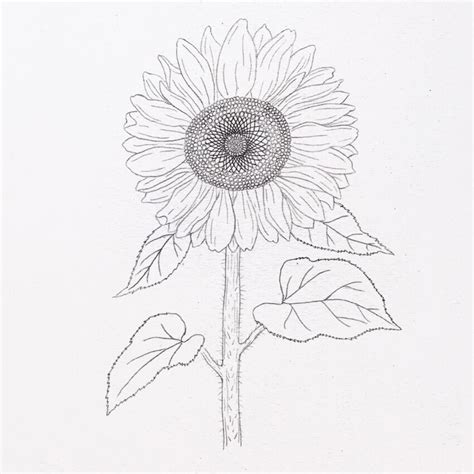 How To Draw A Sunflower Very Realistic 🌻