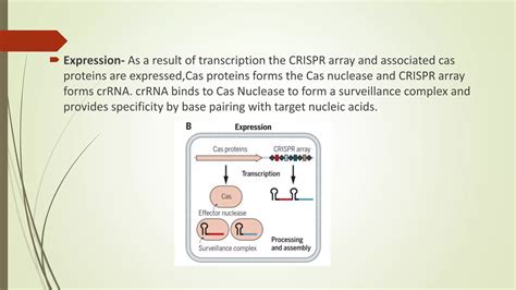 Crispr Guides Thefutureofgeneticengineering 1 Pptx Programming