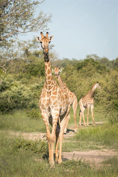 Really Cute Pictures Of Giraffes