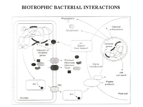 Plant Interactions With Bacterial Pathogens Handout 1 Luis