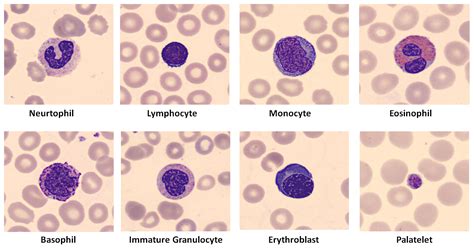 Towards Self Conscious Ai Using Deep Imagenet Models Application For