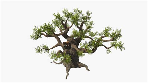 Leopard Cub On Ancient Twisted Tree Fur 3d Model Turbosquid 2349793