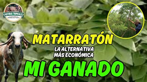MatarratÓn En Alimentación Del Ganado 🌳🐮 Ganaderiacolombiana