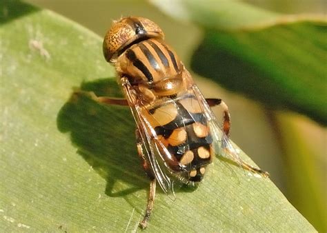 Golden Native Drone Fly Eristalinus Lathyrophthalmus Punctulatus