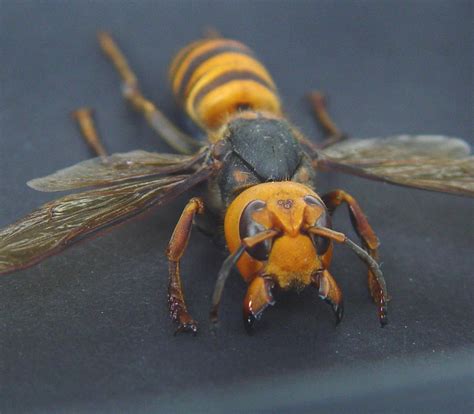 Murder Hornet Vespa Mandarinia Japonica Large Asian Hornet