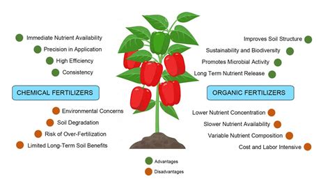 Organic Fertilizer Vs Chemical Fertilizer Which Is Best For Your