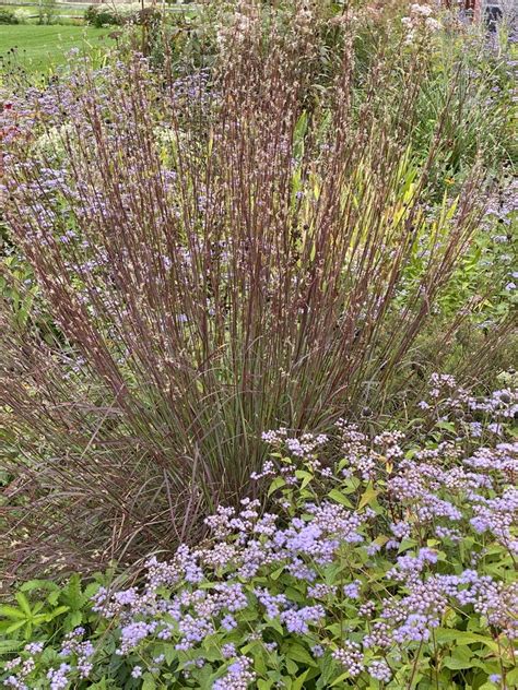 Ornamental Grasses Bluestem Big Bluestem Archives Dyck Arboretum