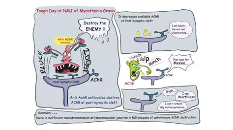Physiology Of Synapse And Applied Pptx