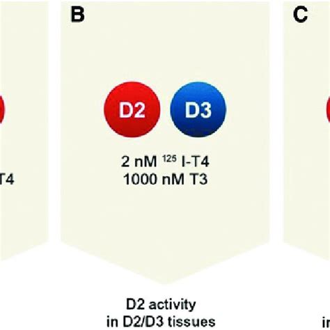 Strategies To Measure Individualized Deiodinase Activity In The