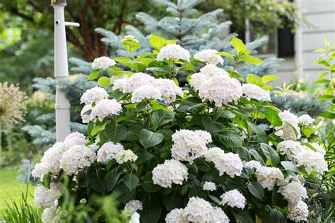 Blushing Bride® Bigleaf Hydrangea Clinton Nurseries
